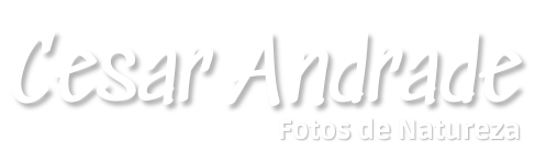 Home - Cesar Andrade